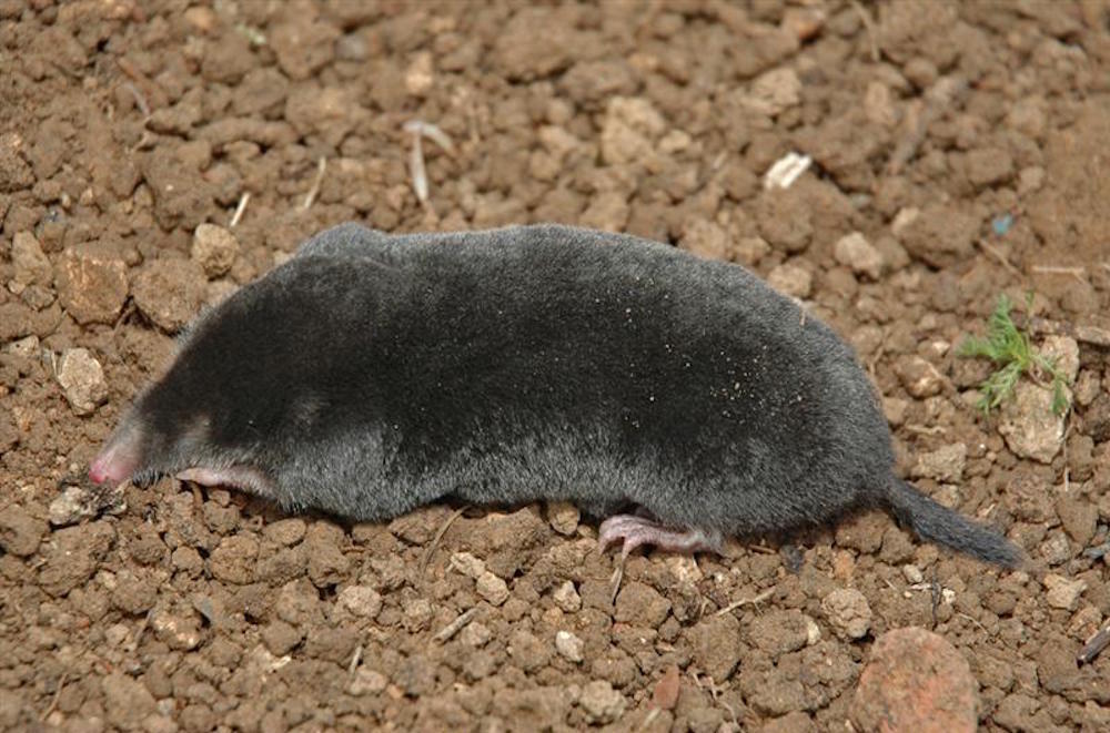 Mamíferos